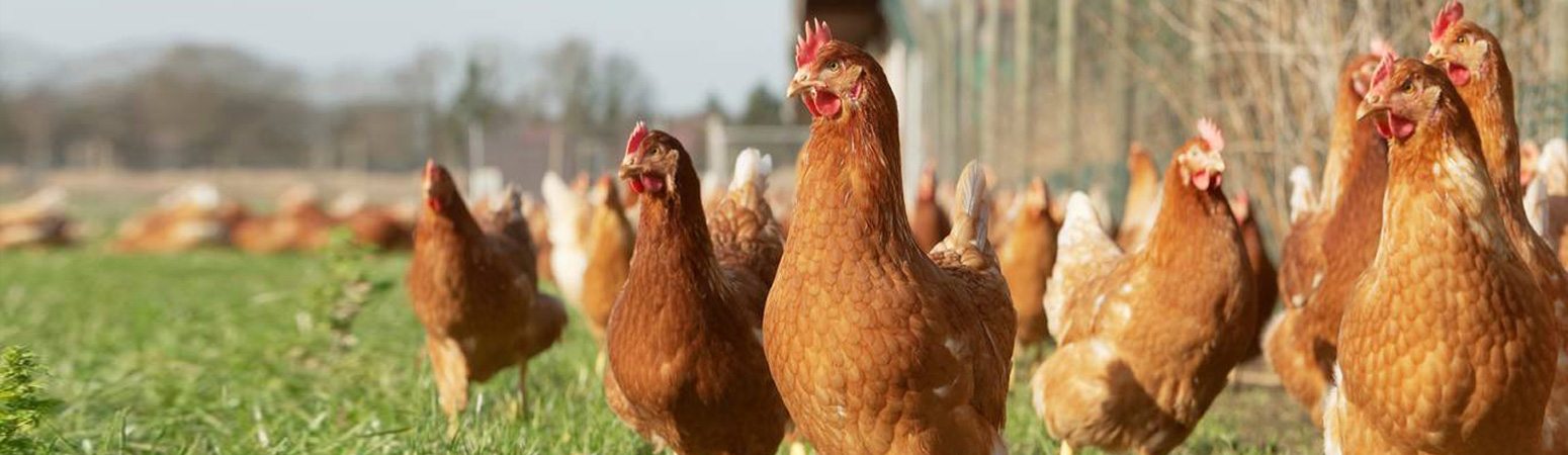 Poultry - MSD Animal Health Malaysia